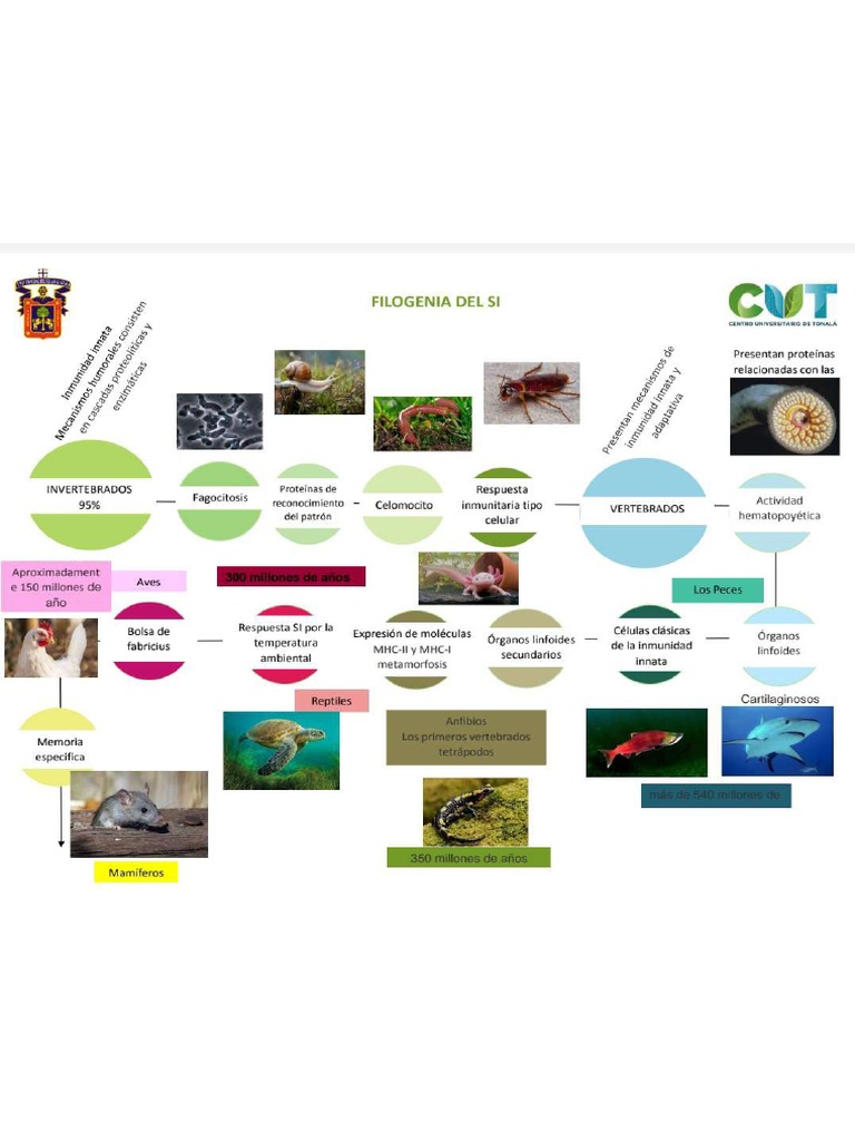 Filogenia de SI | PDF