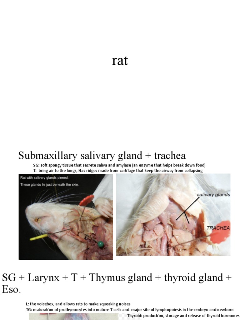 Rat Anatomy | PDF