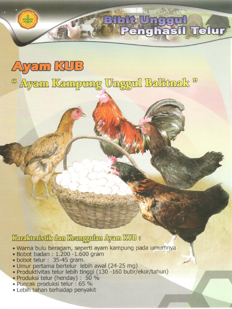 Ayam KUB 2 | PDF