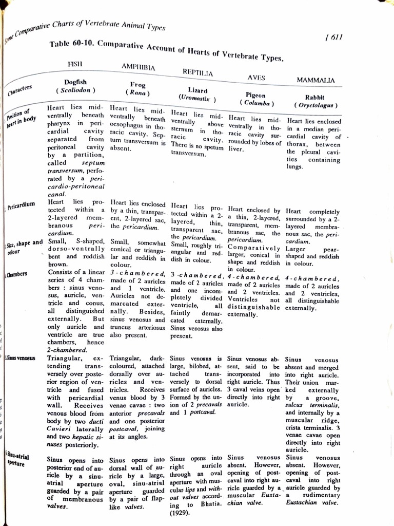 Comparative Heart | PDF | Central Nervous System | Anatomy