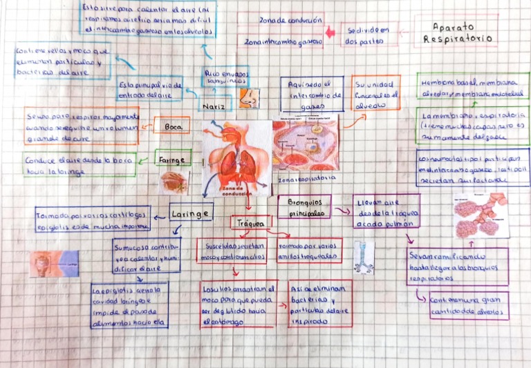 Organizador Gráfico Del Aparato Respiratorio | PDF