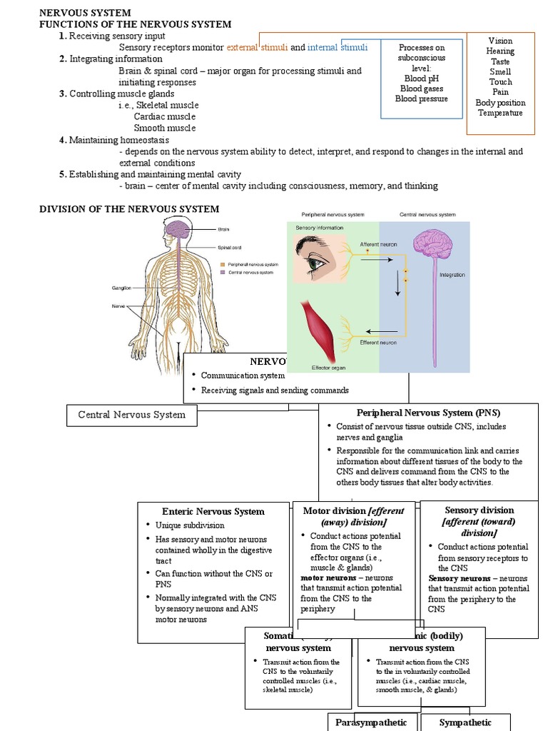 Nervous System | PDF