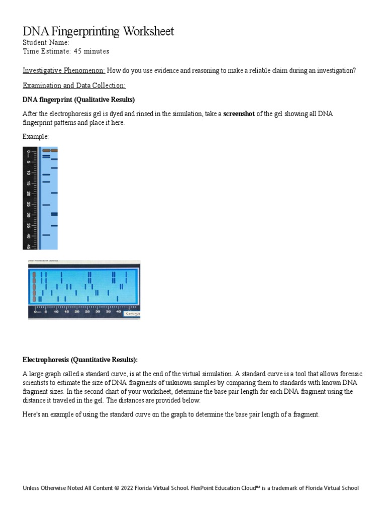 Dna Fingerprinting Worksheet | PDF | Gel Electrophoresis | Dna Profiling