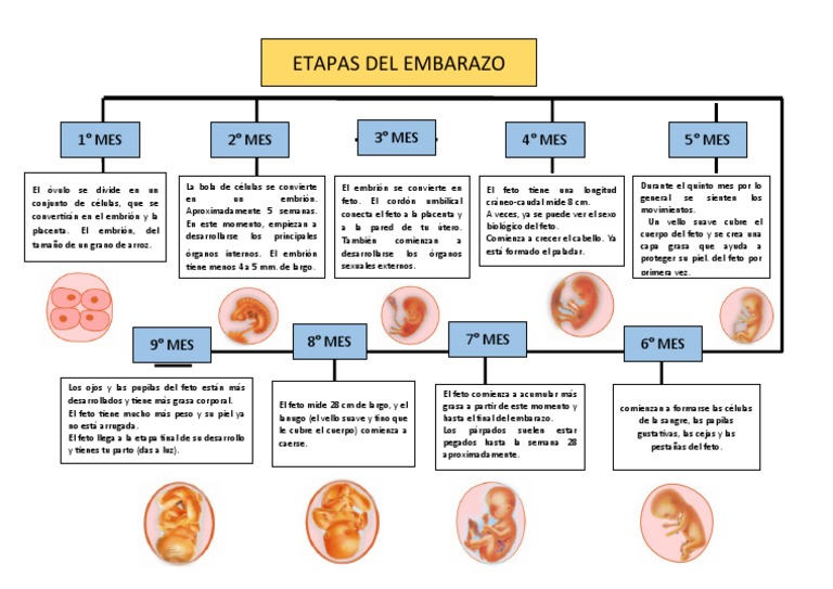 Etapas del Embarazo: Desarrollo Fetal | PDF | Estudios de idiomas ...