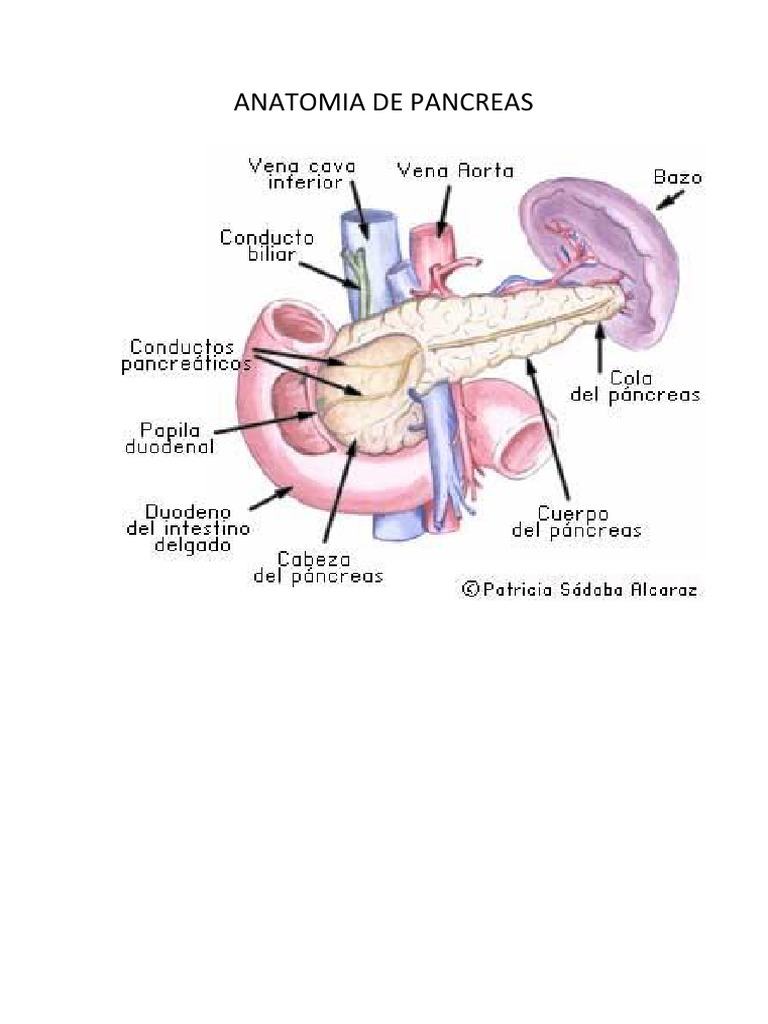 ANATOMIA DE PANCREAS | PDF