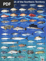 Queensland Fish Size and Bag Limits | PDF