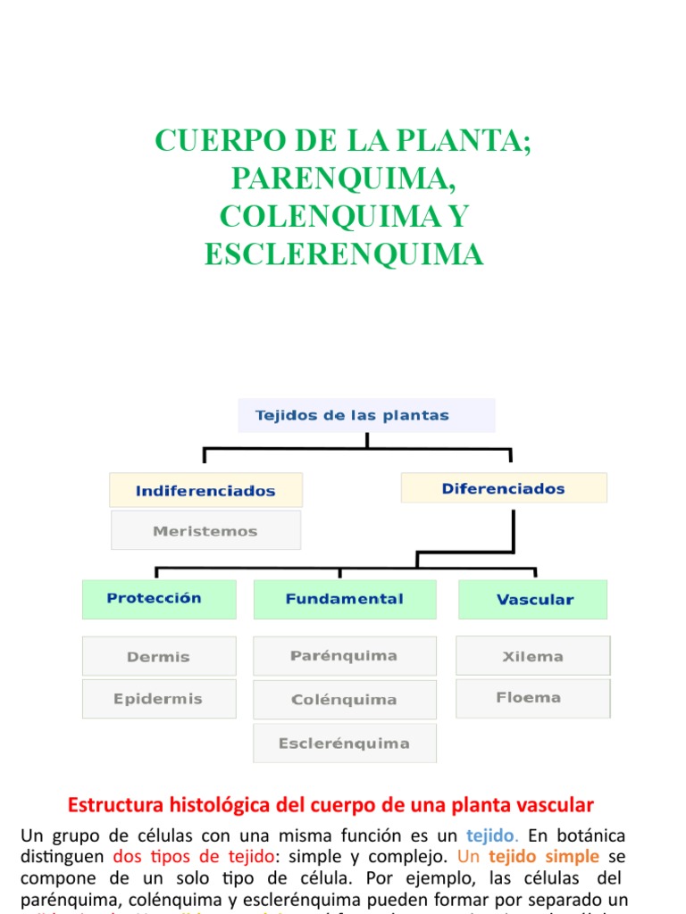 Clase 3 Parenquima, Esclerenquima y Colenquima | PDF
