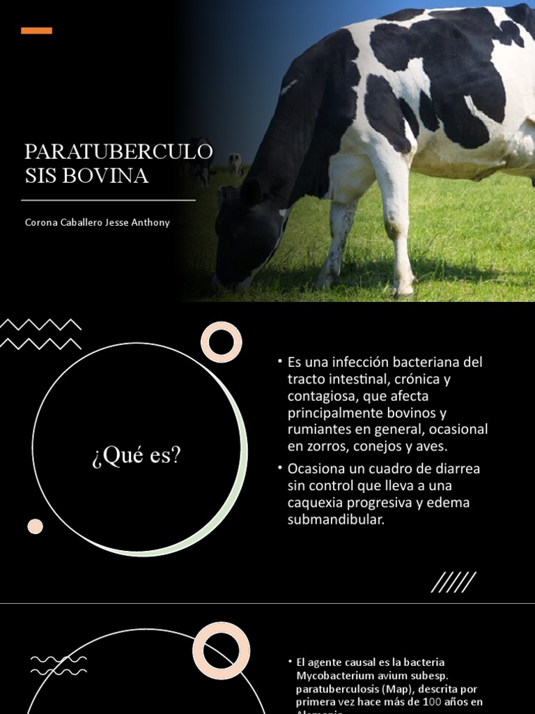 Paratuberculosis Bovina | PDF