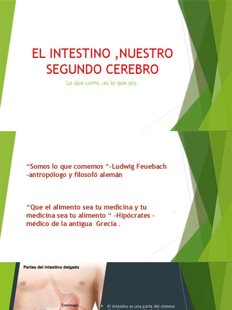 El intestino ,segundo cerebro | PDF