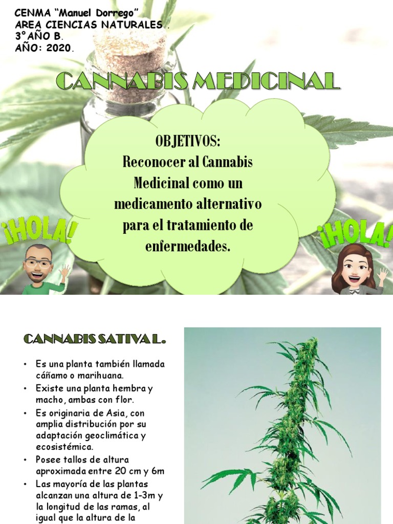 Cannabis Medicinal - Material Teorico | PDF | Cannabis (Droga ...