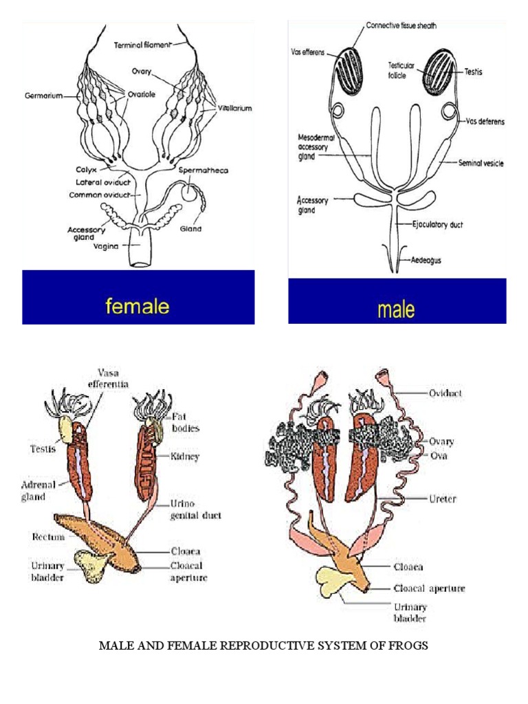Male and Female Reproductive System of Frogs | PDF
