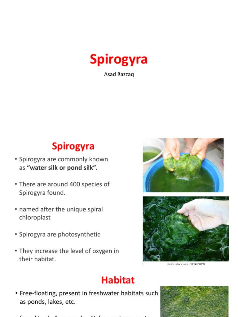 Spirogyra | PDF | Sexual Reproduction | Ploidy
