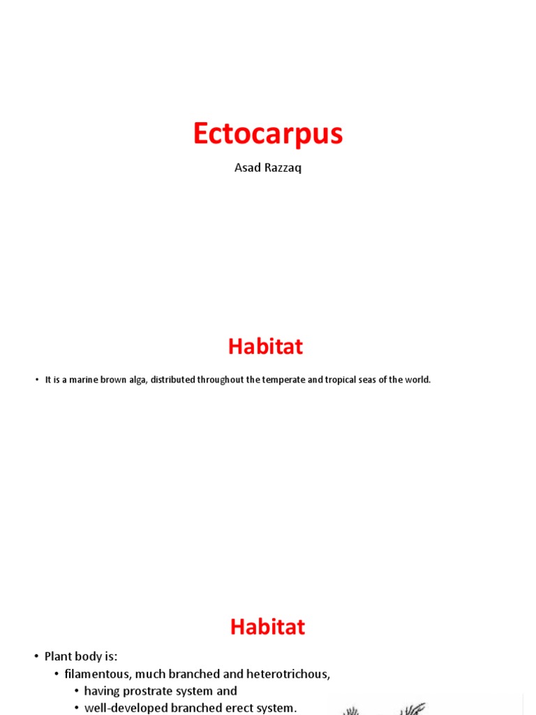 Ectocarpus | PDF | Ploidy | Cell (Biology)