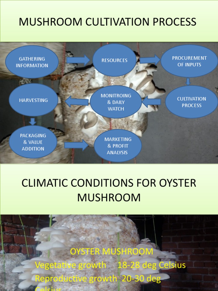 oyster ppt san | PDF