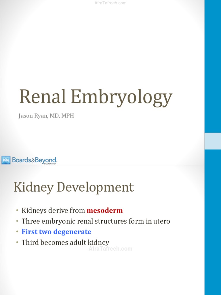 Renal Embryology Atf | PDF