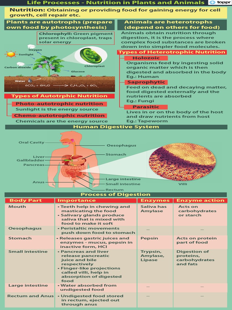 Nutrition in Plants and Animals | PDF