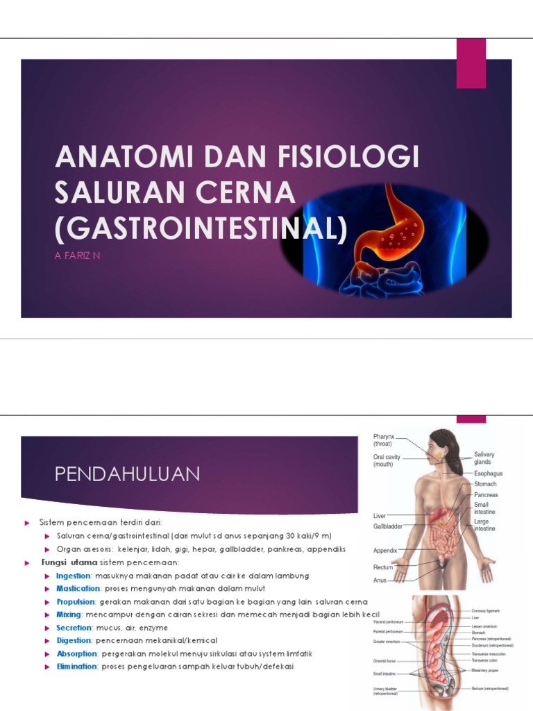 Anatomy Fisiology GIT | PDF