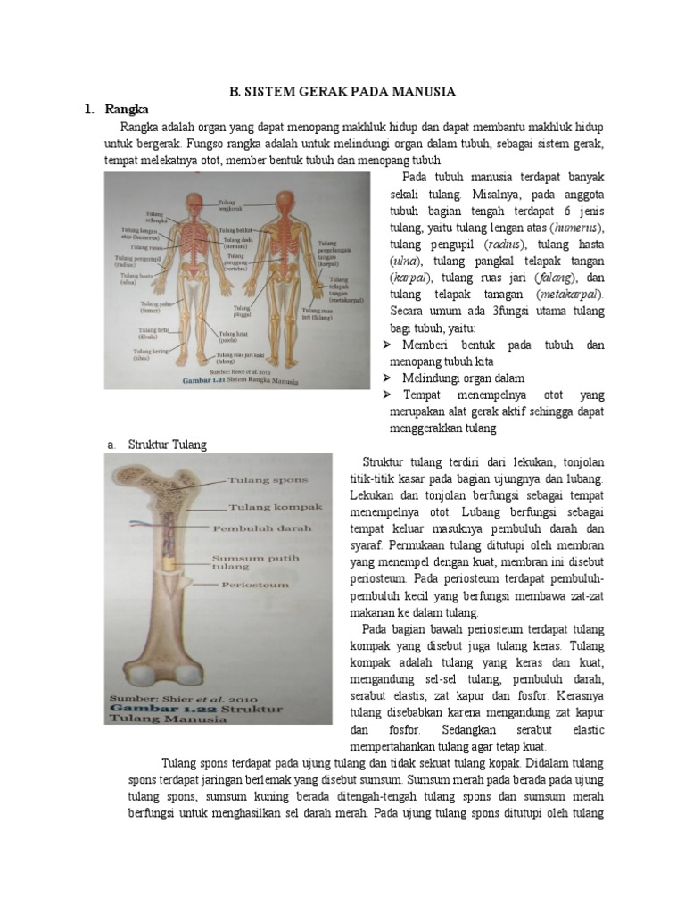 Materi Ipa Tentang Sistem Gerak Manusia Rangka | PDF