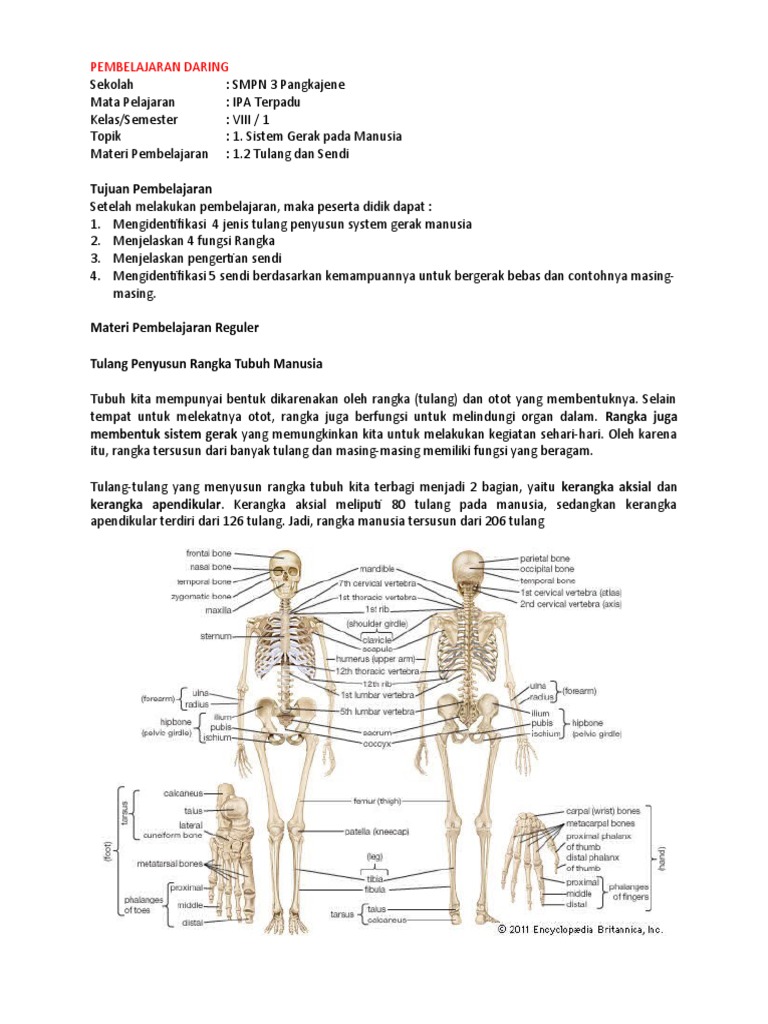 MATERI 1-2.tulang Dan Sendi | PDF