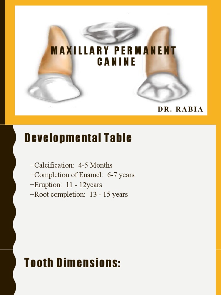 Maxillary Permanent Canine | PDF