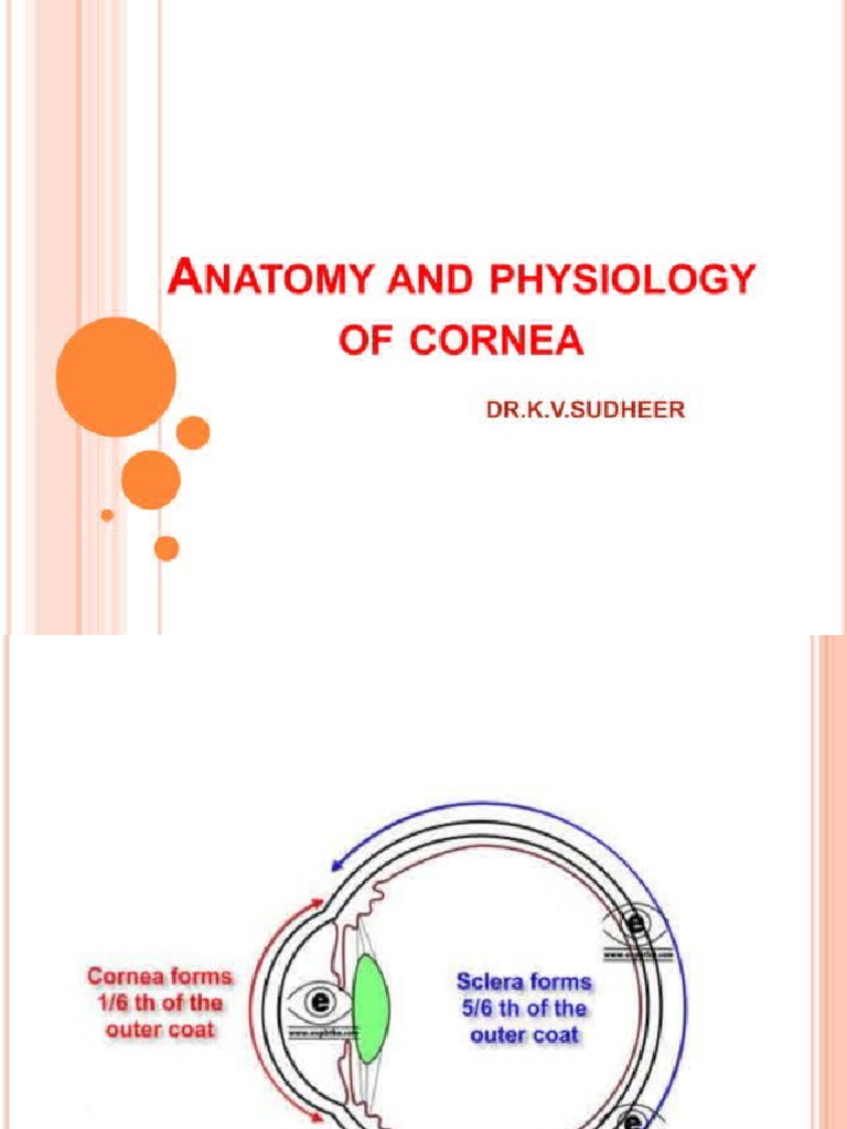 Anatomy and Physiology of Cornea | PDF