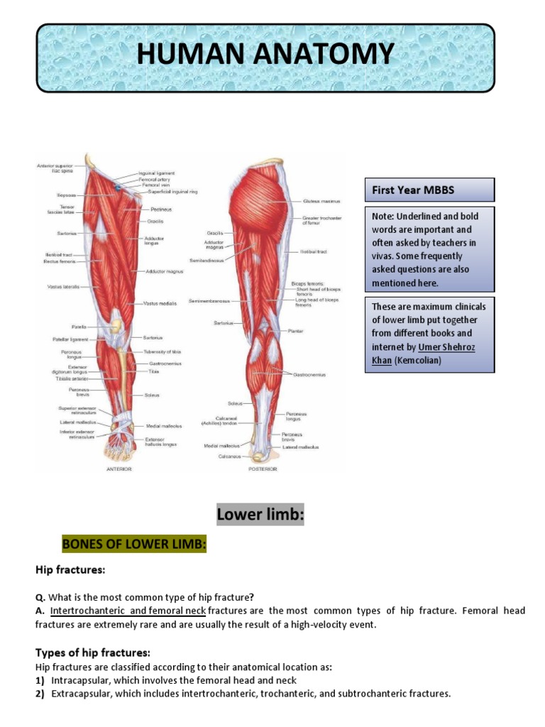 ALL Clinicals OF LOWER LIMB (Anatomy) | PDF | Knee | Hip