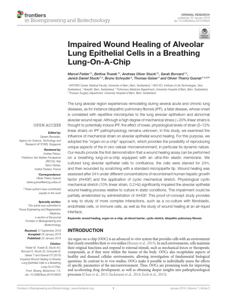 Impaired Wound Healing of Alveolar Lung Epithelial Cells in A Breathing ...