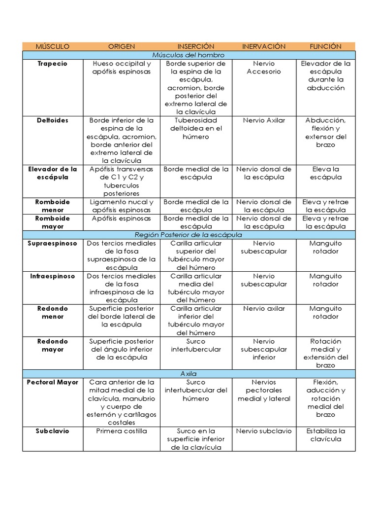 Resumen Anato 1 Examen Teórico Pdf Mano Codo