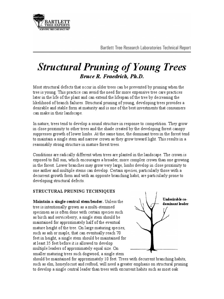Structural Pruning of Young Trees | PDF