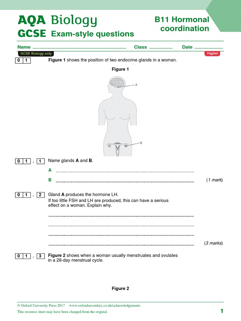 B11 Hormonal Coordination Exam-Style Questions | PDF | Menstrual Cycle ...