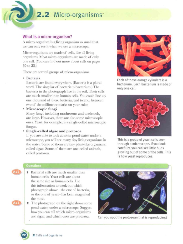 Cells Yr7 | PDF