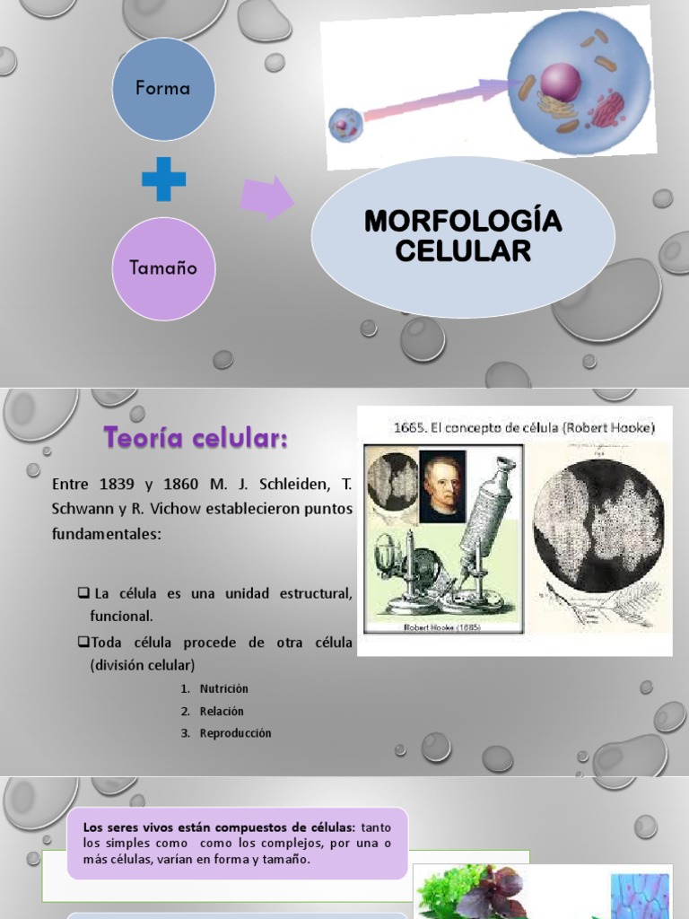 Material 1 Morfologia Celular 8vo | PDF