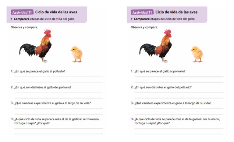 Ciclo de Vida de Aves | PDF