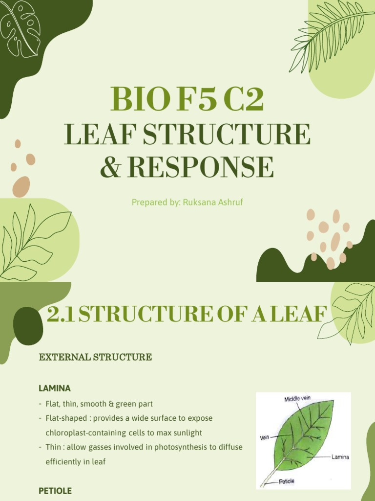 Bio F5 C2: Leaf Structure & Response | PDF