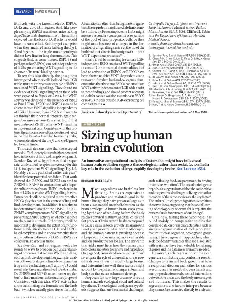 Sizing Up Human Brain Evolution: News & Views | PDF | Evolution | Brain