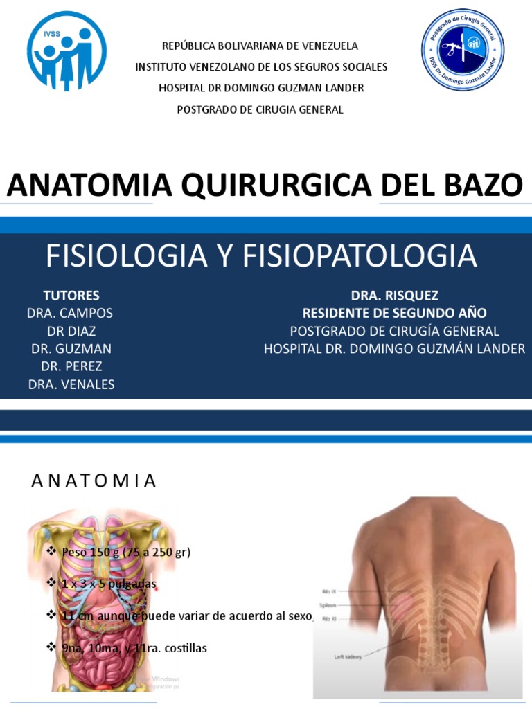 Anatomía y Fisiología del Bazo | PDF