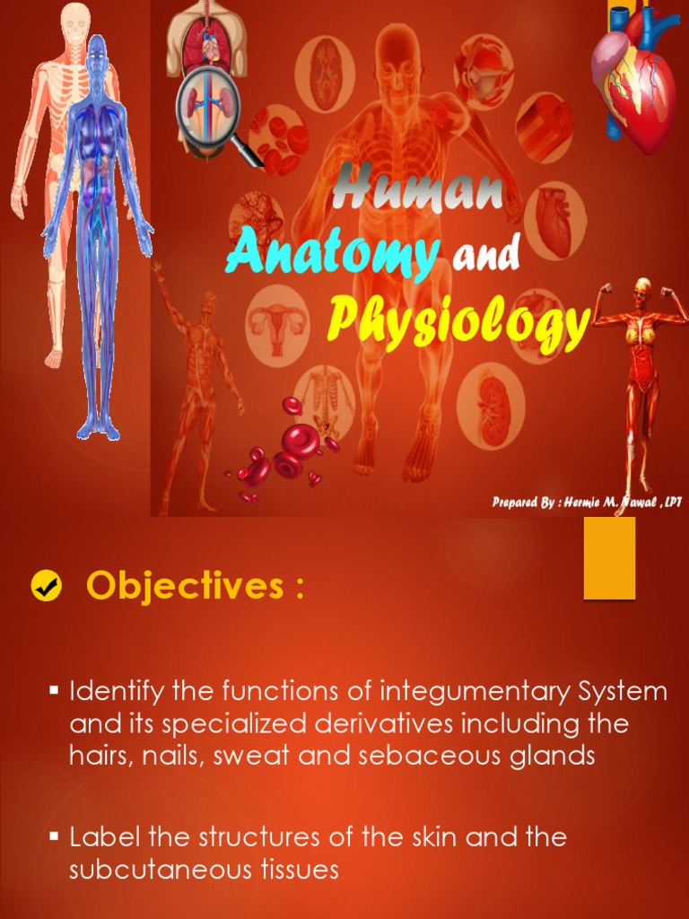 Lesson 3 Integumentary System Pdf Skin Integumentary System