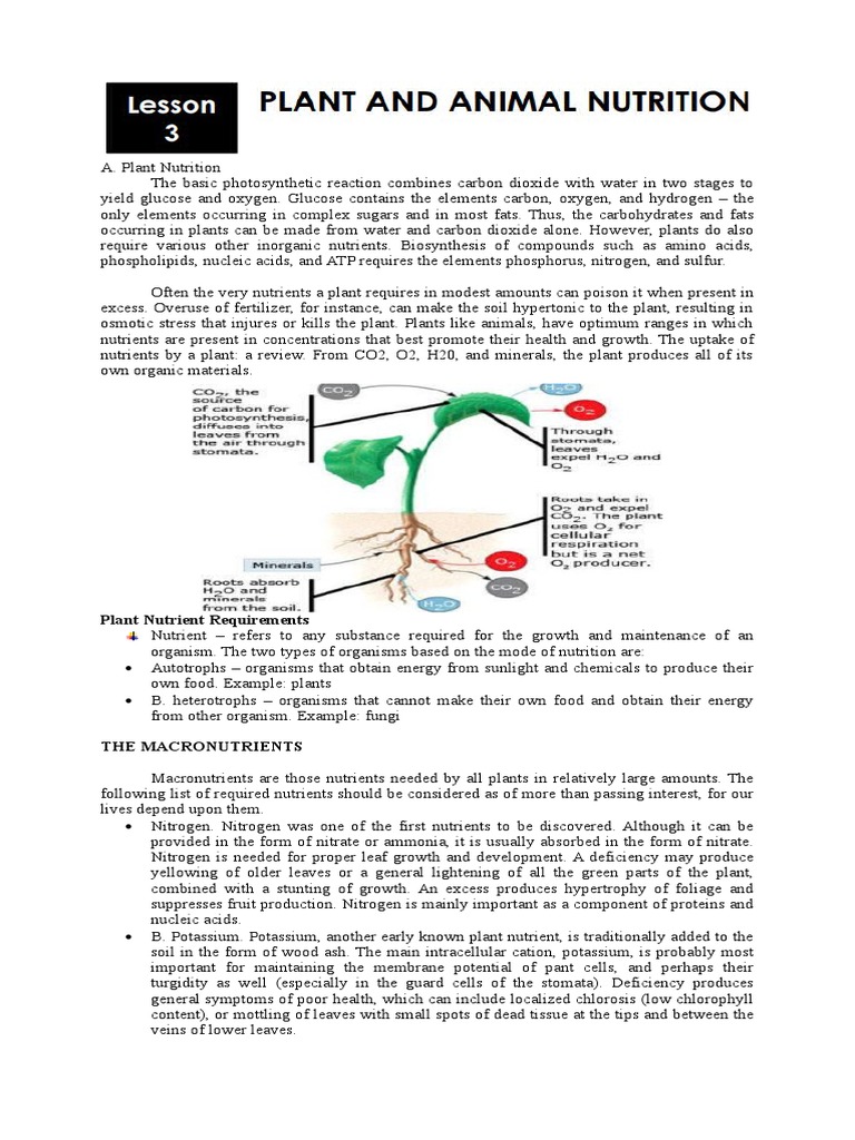 Lesson 3 PLANT AND ANIMAL NUTRITION | PDF