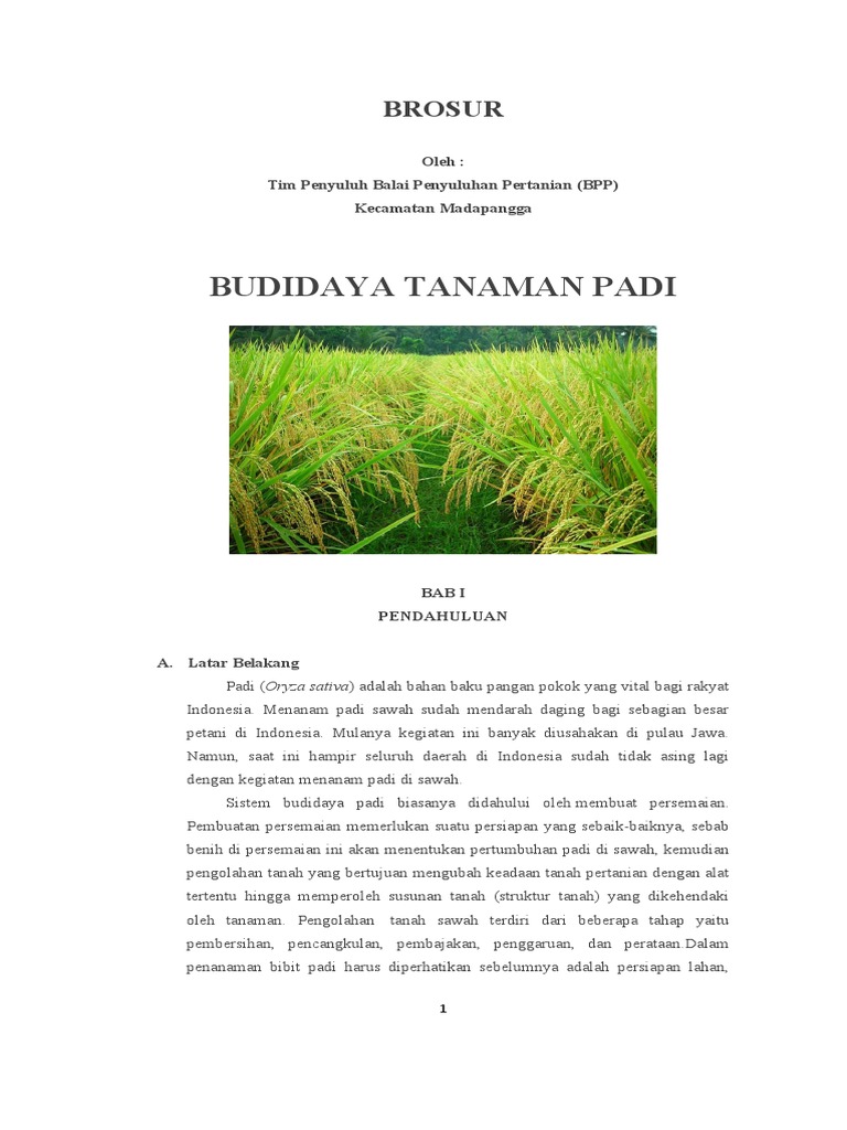 Brosur Budidaya Tanaman Padi | PDF