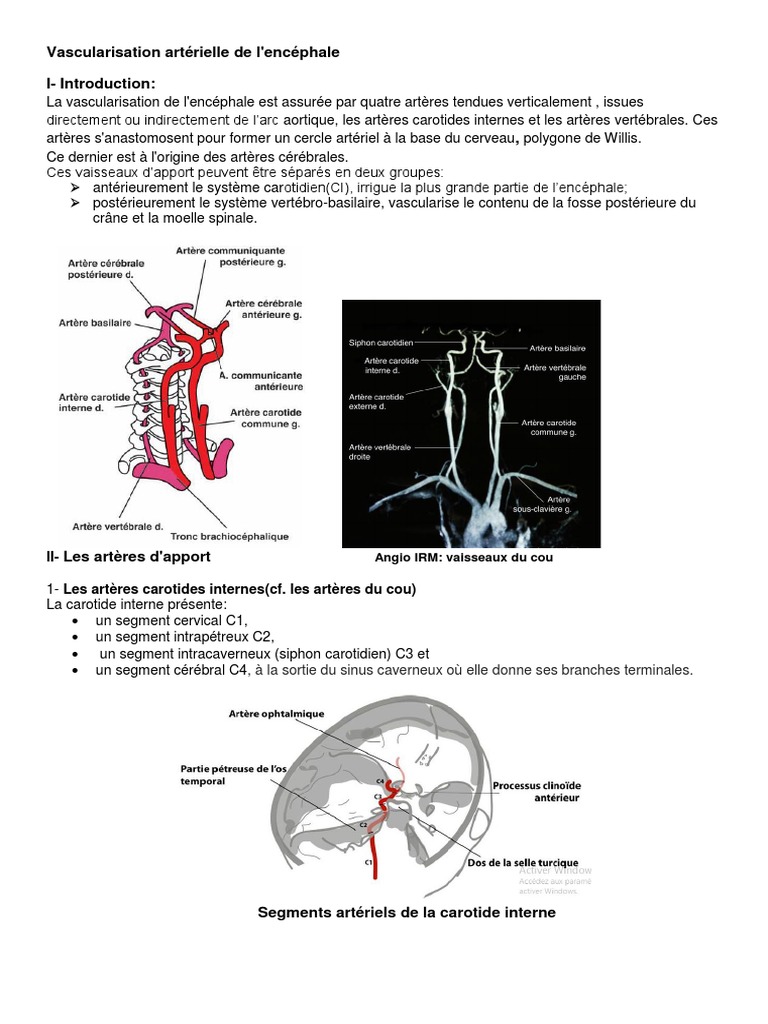 Vascularisation de L'encéphale-Converti | PDF