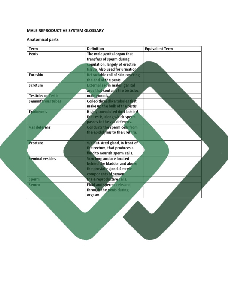 Male Reproductive System Glossary Pdf Testicle Prostate