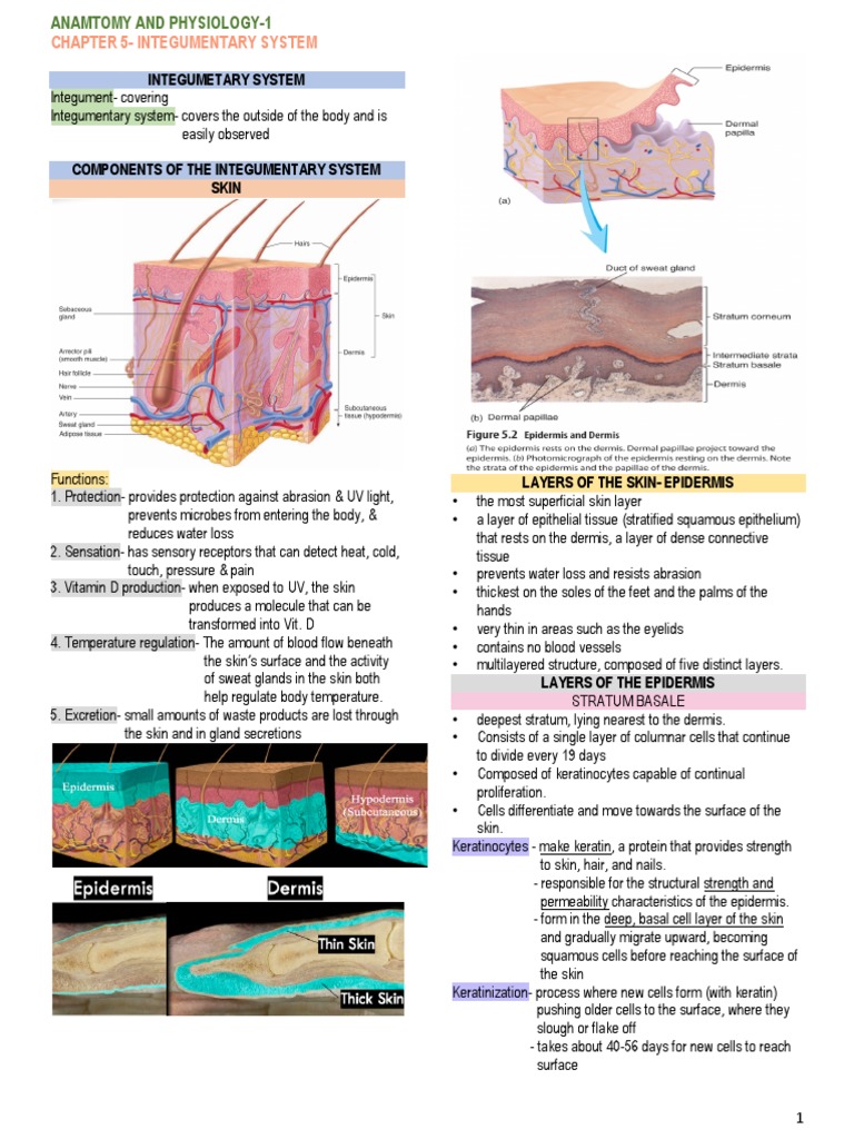 5 - Integumentary System | PDF