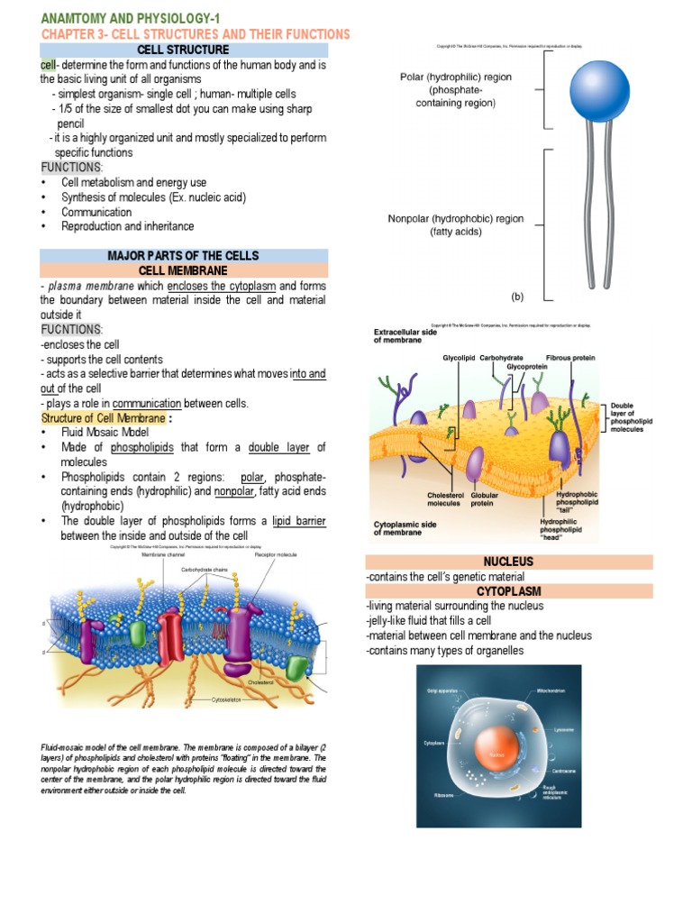 3 - Cell Structures and Their Functions | PDF | Cell (Biology) | Cell ...