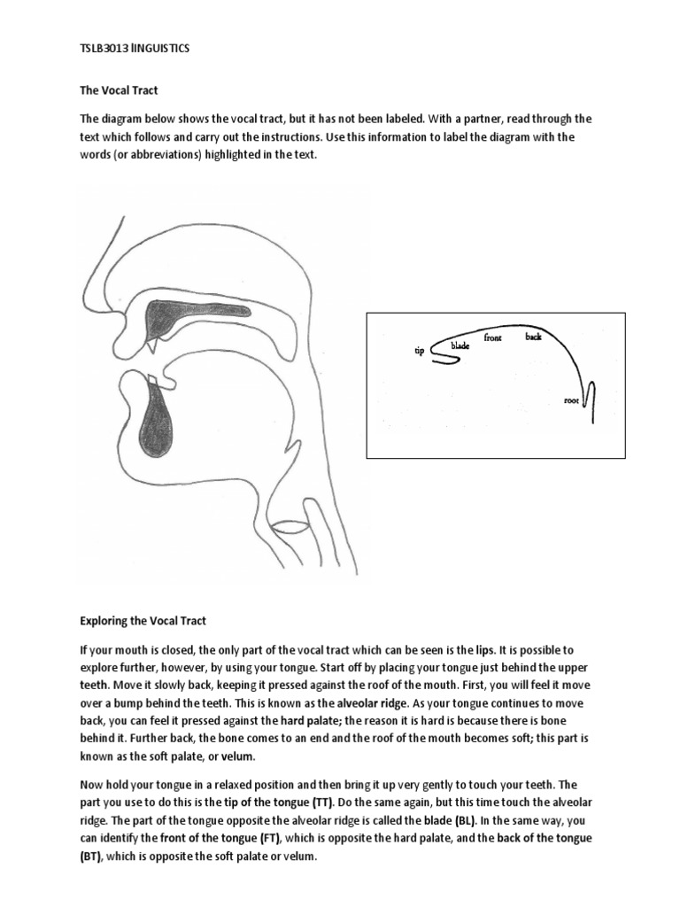 Label The Vocal Tract | PDF | Sound Production | Phonetics