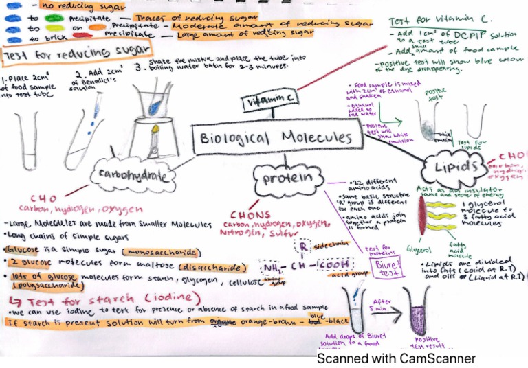 Bio Mind Map Biological Molecules | PDF