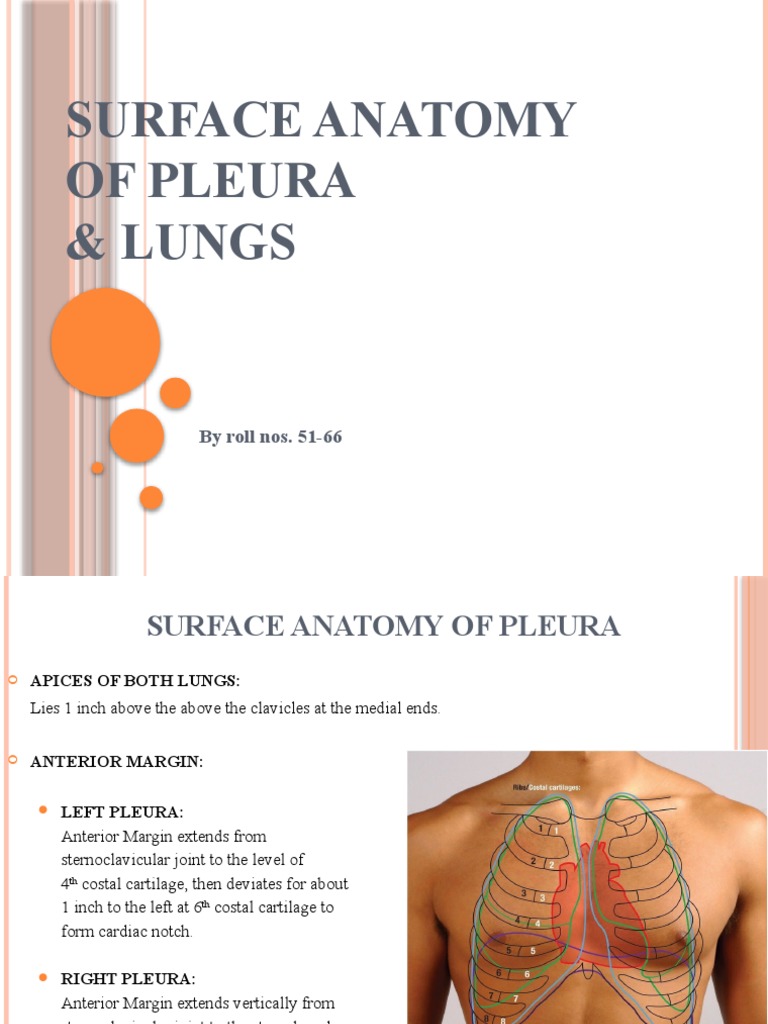 SURFACE ANATOMY OF LUNGS PPT assignment | PDF | Lung | Thorax
