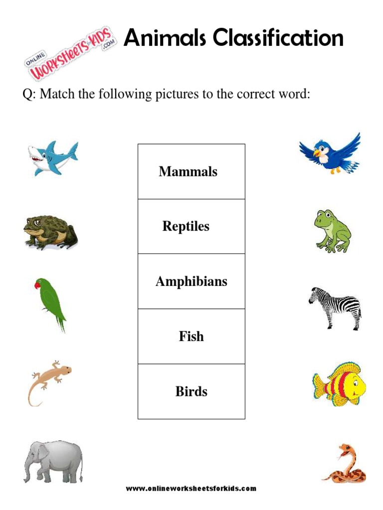 Animals Classification Worksheet For 1st Grade 6 | PDF | Young Adult