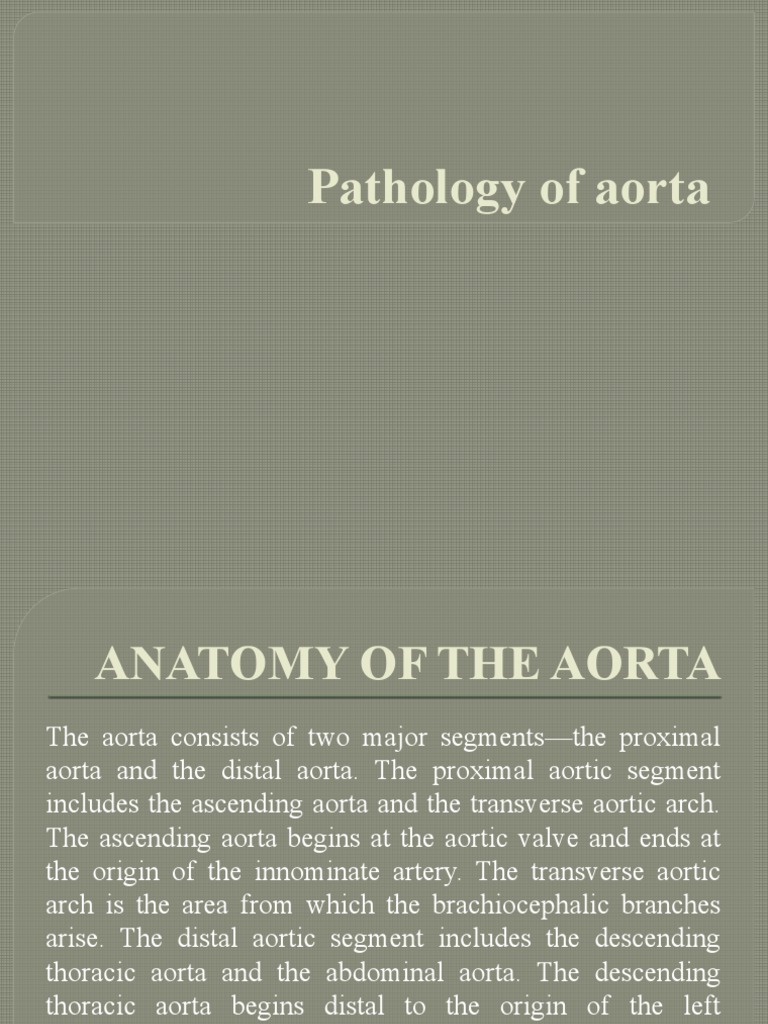 Aorta | PDF | Aorta | Interventional Radiology