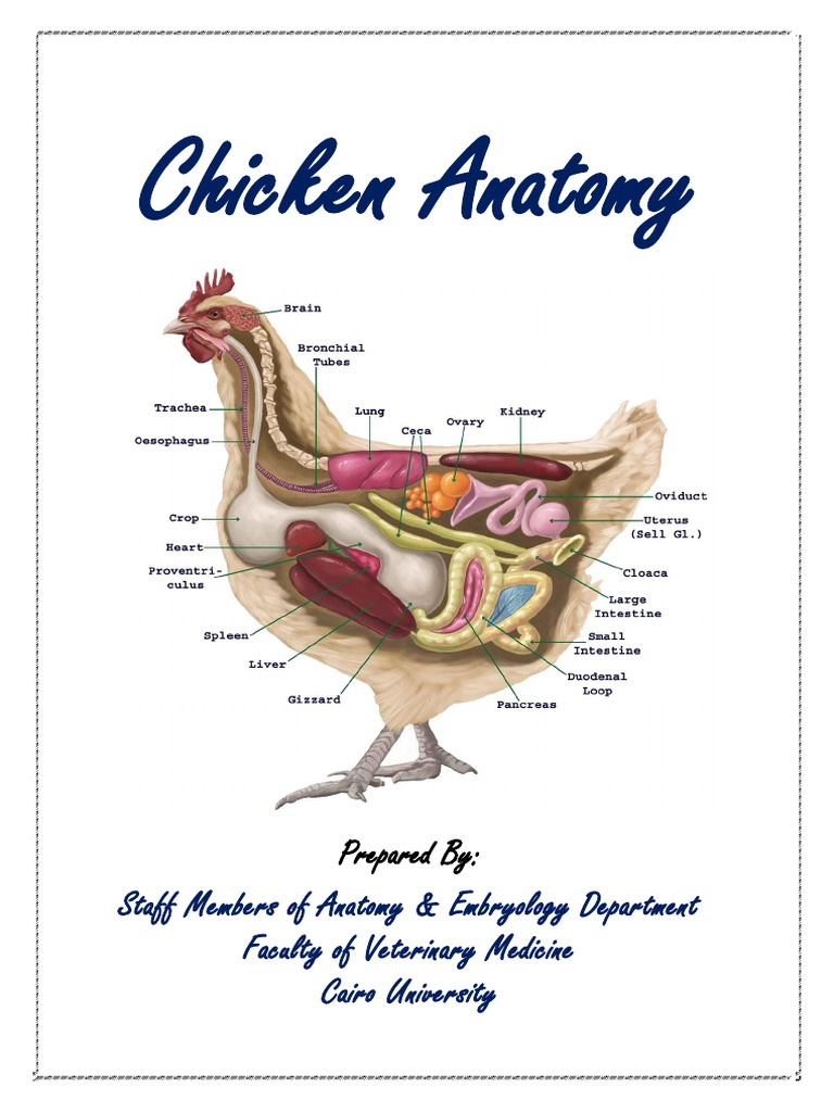 Fowl Course 214 | PDF | Lung | Vertebral Column