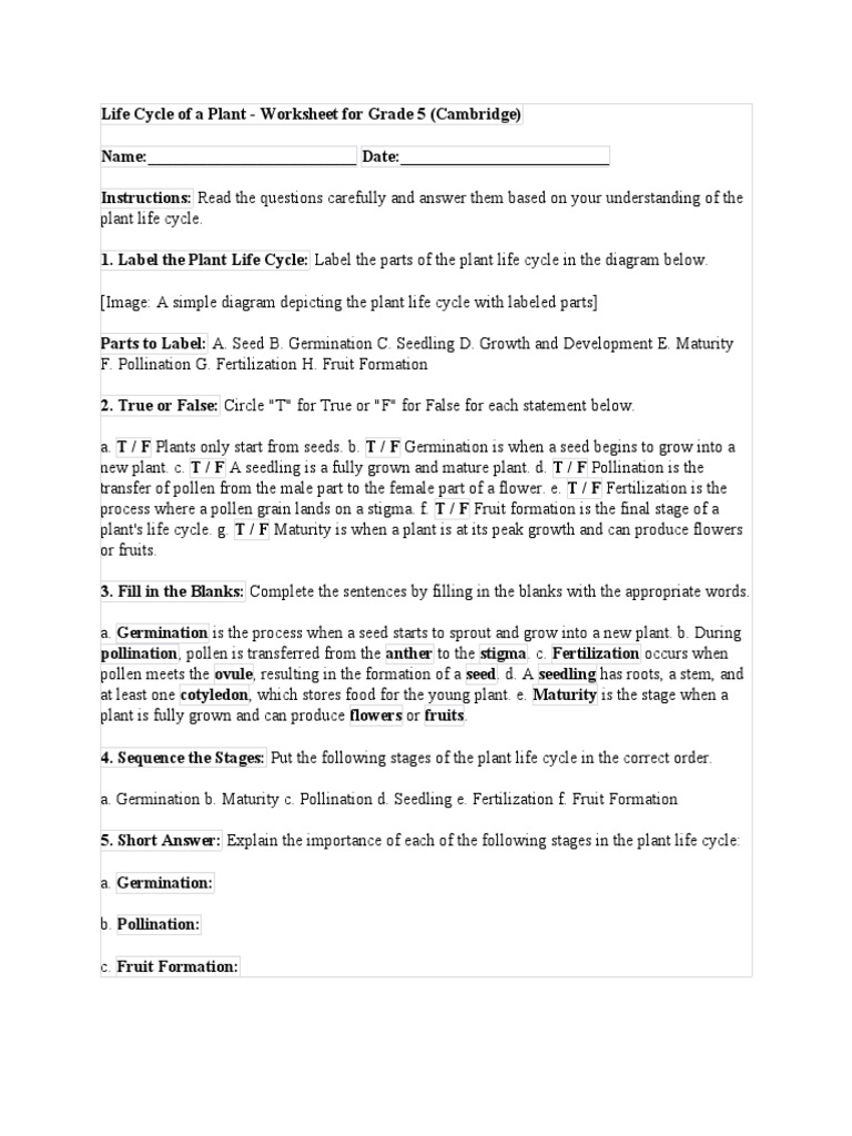 Life Cycle of A Plant Worksheet | PDF